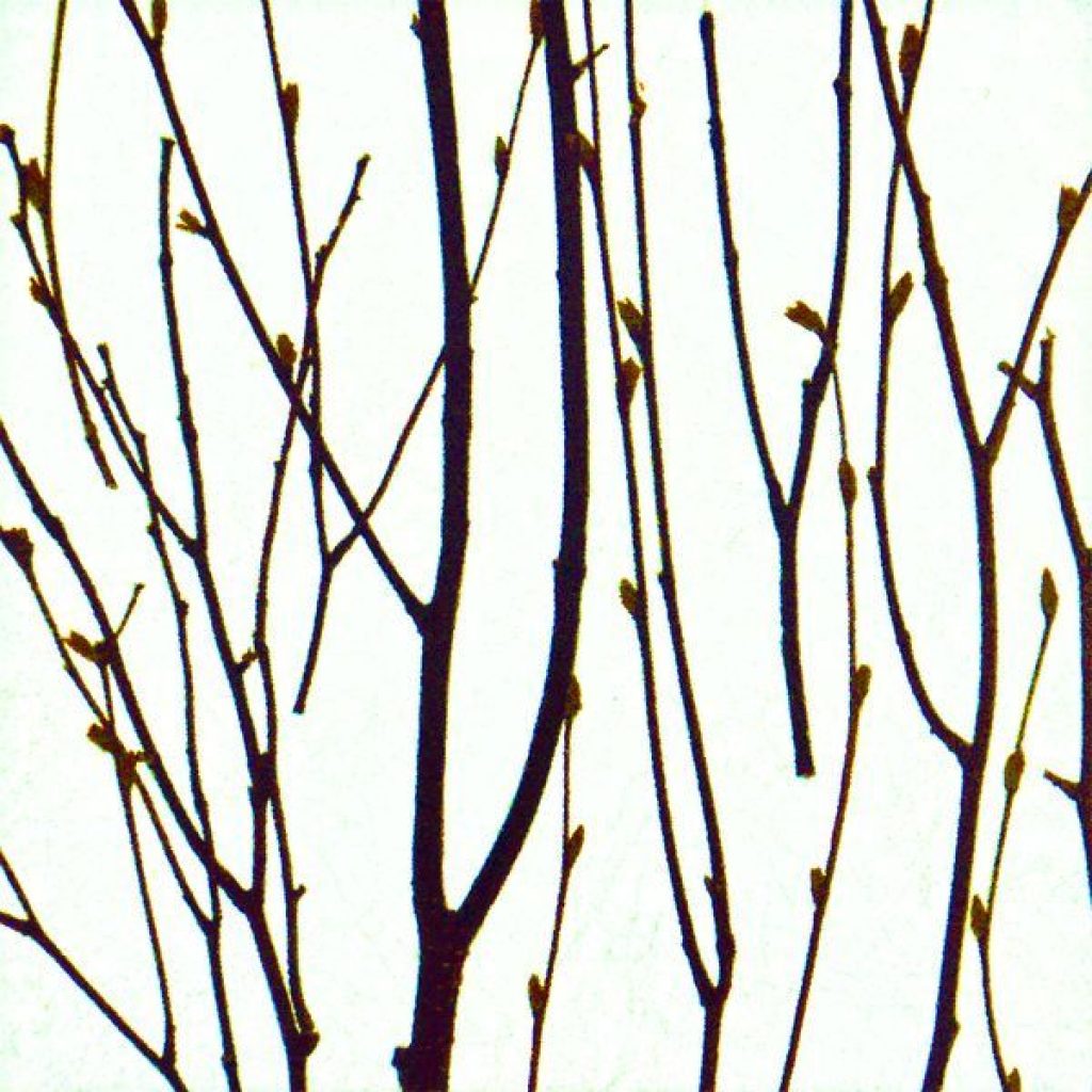 Birch | Translucent Decorative Resin Panels | DECO DECO