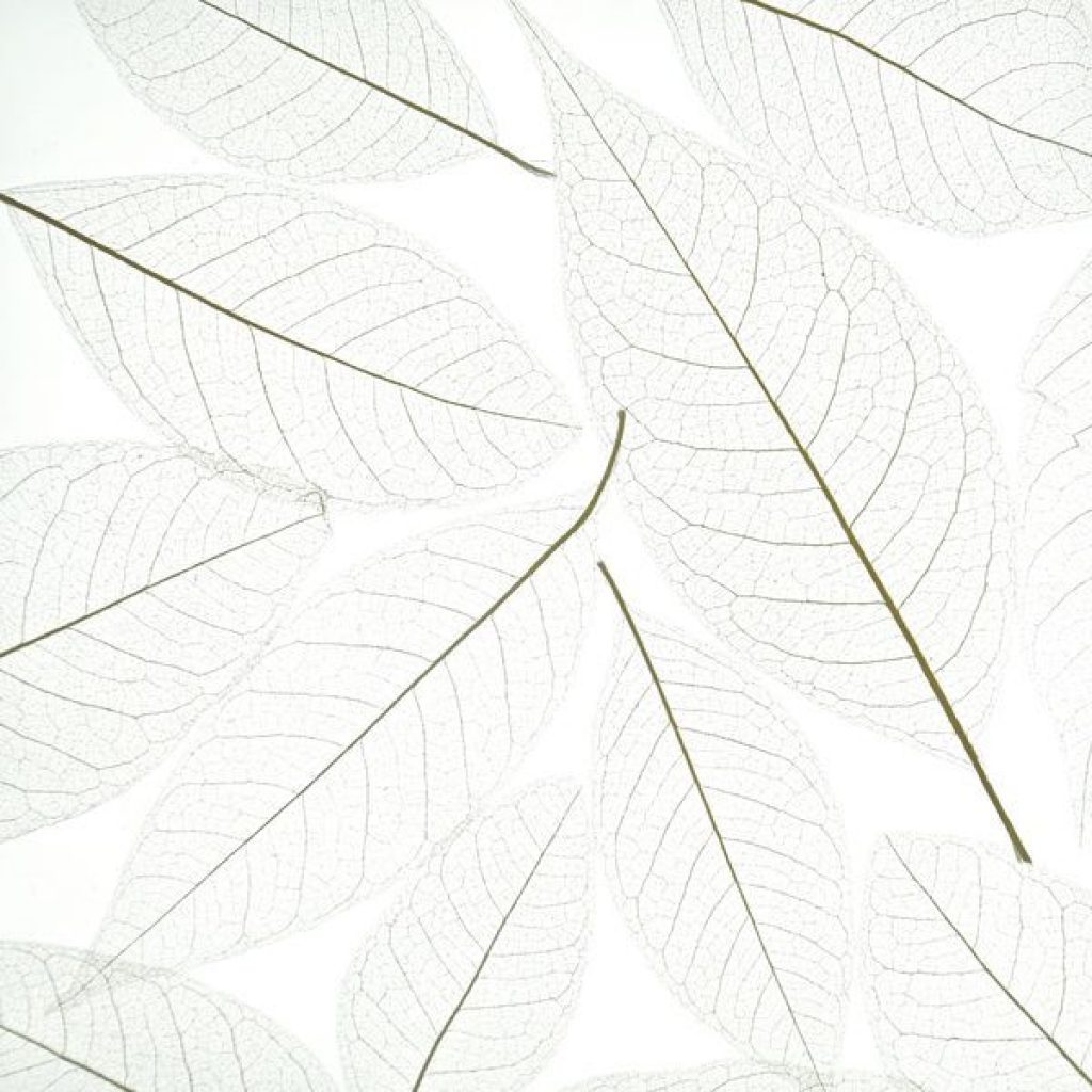 Orchid Leaf | Translucent Decorative Resin Panels | DECO DECO