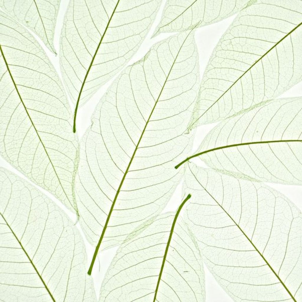 Orchid Leaf Green | Translucent Decorative Resin Panels | DECO DECO