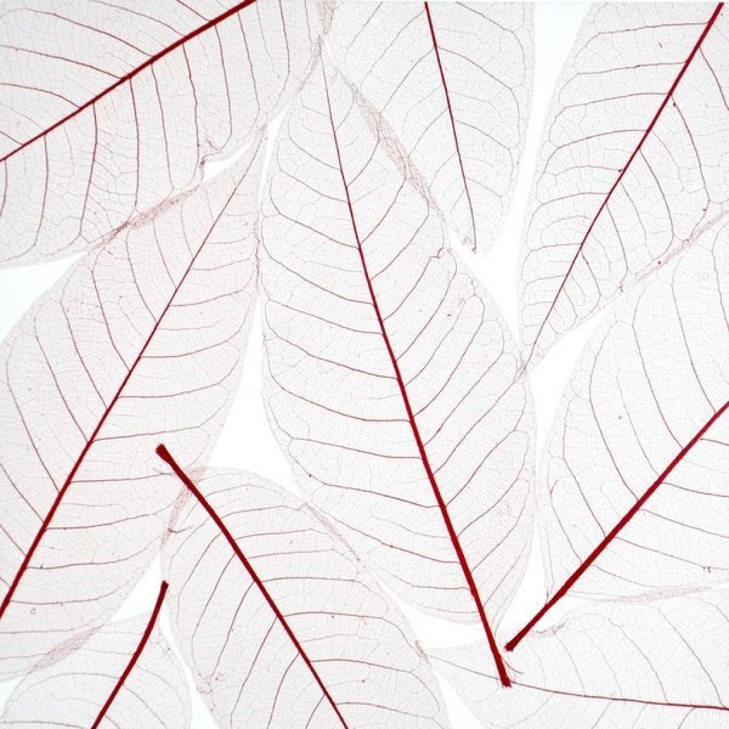 Orchid Leaf Red | Translucent Decorative Resin Panels | DECO DECO