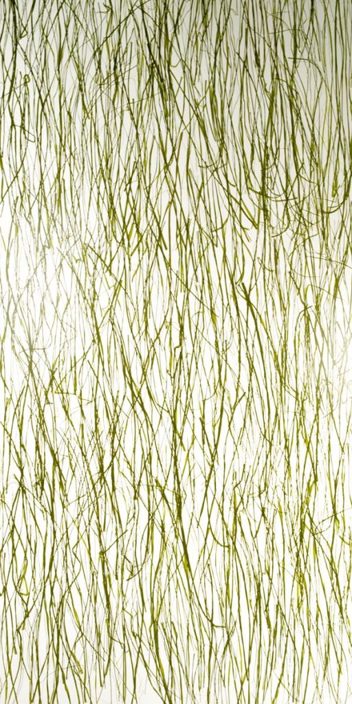 Seaweed | Translucent Decorative Resin Panels | DECO DECO